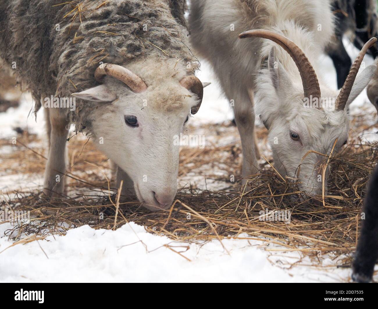 Goat and sheep together in the pasture Stock Photo - Alamy