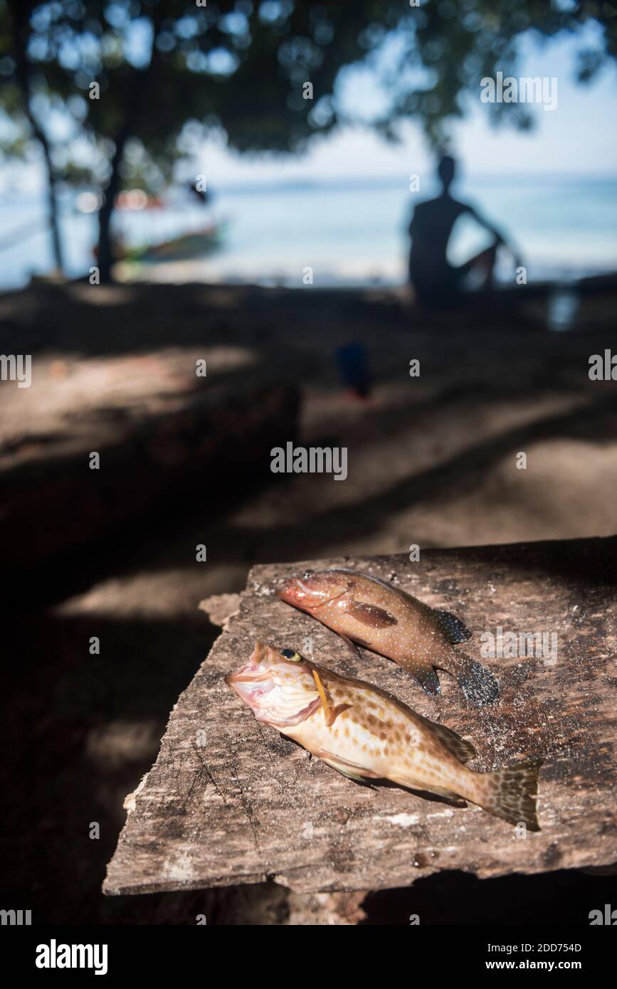 Snapper laid out in the, caught while fishing from Marak Island, a ...