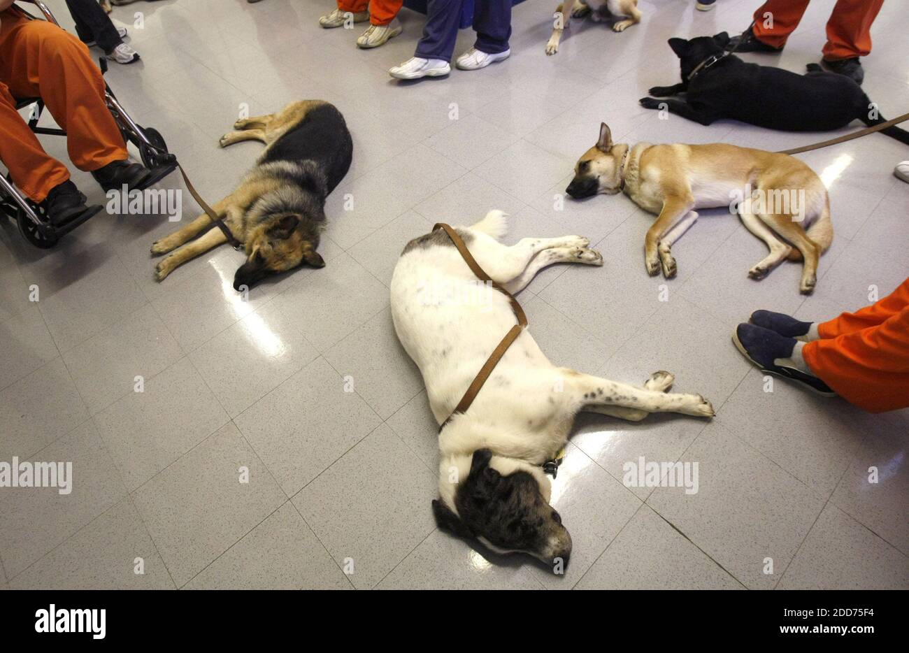 Vladimir Central Prison Dogs
