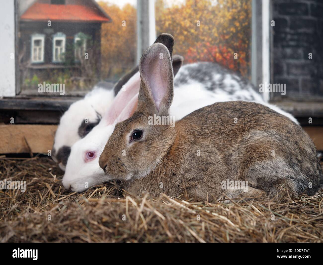 Rabbits in the enclosure. Cute animals, portrait Stock Photo - Alamy