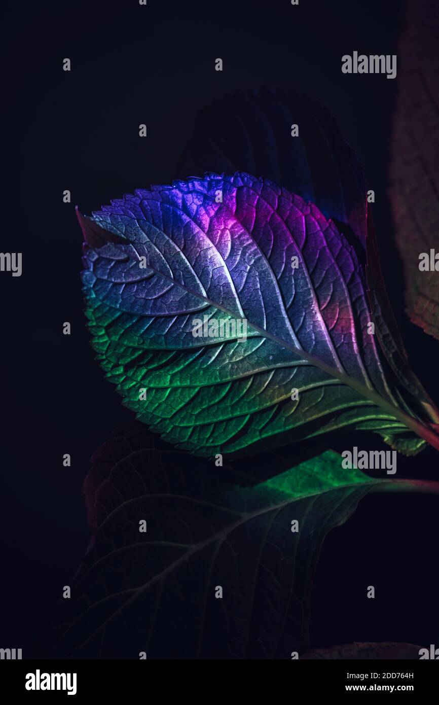 Beautiful faded old leaf in colorful light on a black. Minimalism retro ...