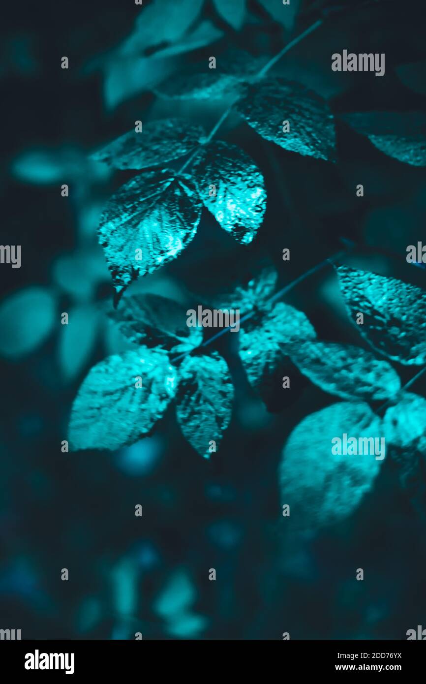 Turquoise plants in the twilight forest Stock Photo - Alamy