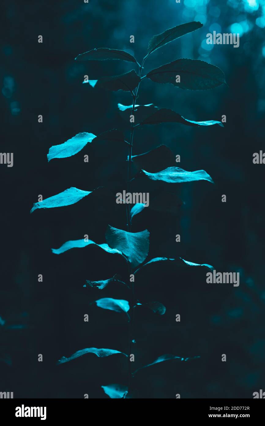 Turquoise plants in the twilight forest Stock Photo - Alamy