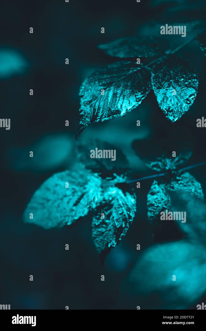 Turquoise plants in the twilight forest Stock Photo - Alamy