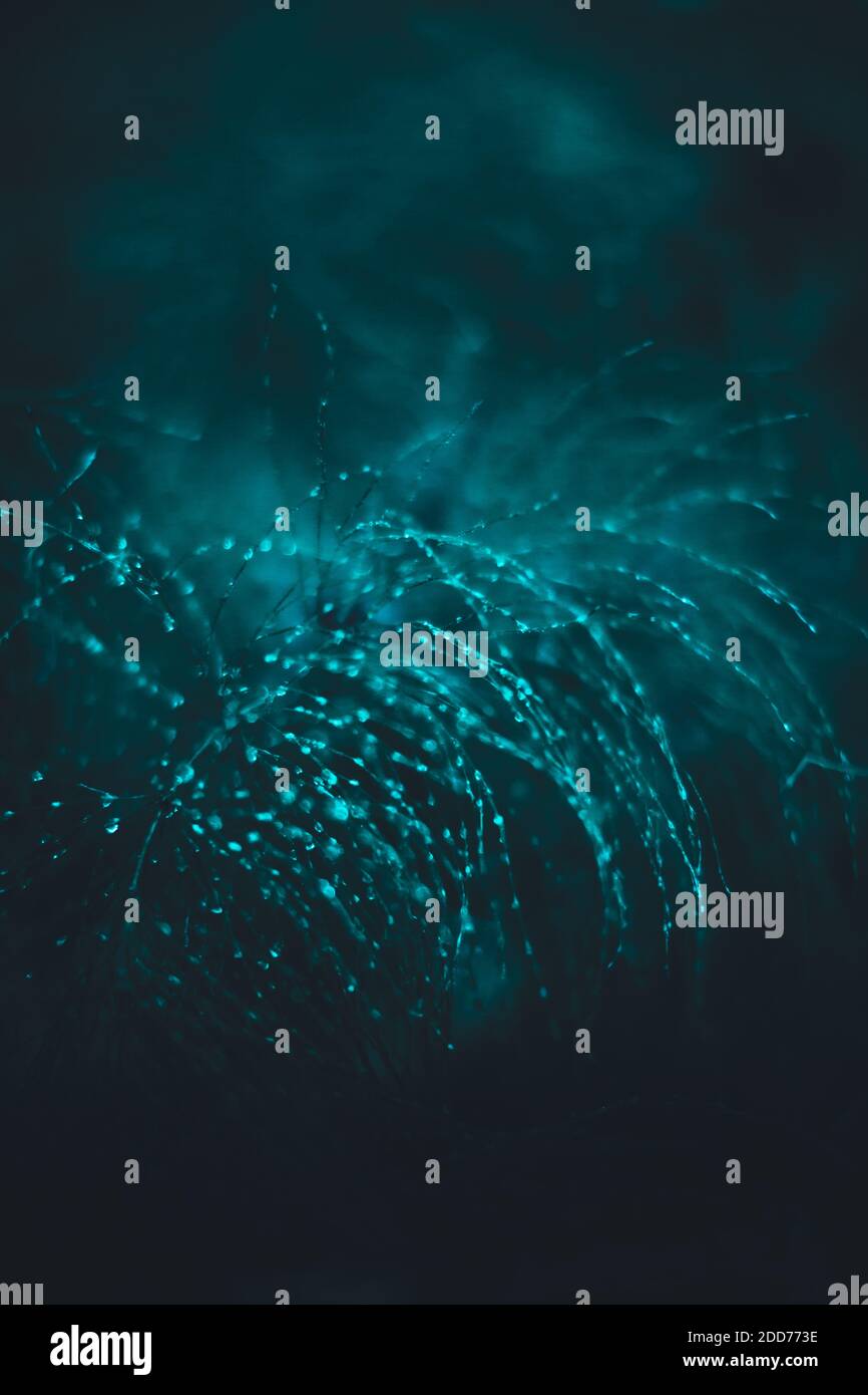 Turquoise plants in the twilight forest Stock Photo - Alamy