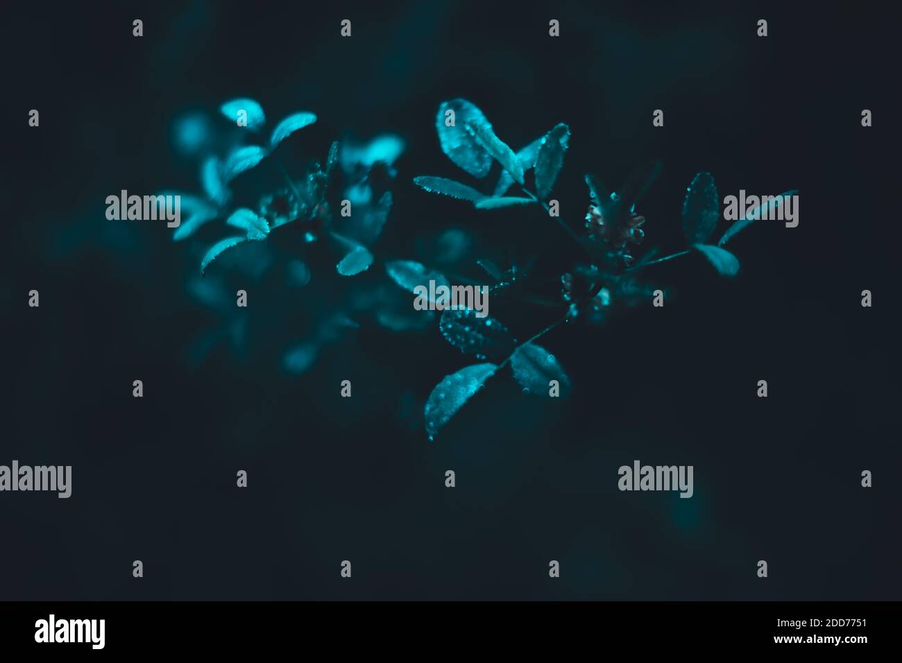 Turquoise plants in the twilight forest Stock Photo - Alamy