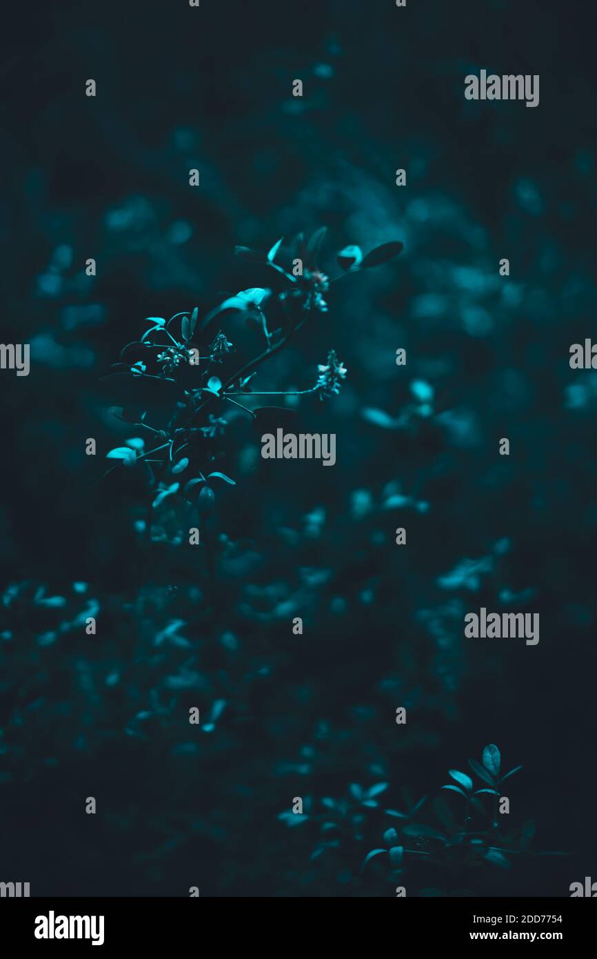 Turquoise plants in the twilight forest Stock Photo - Alamy