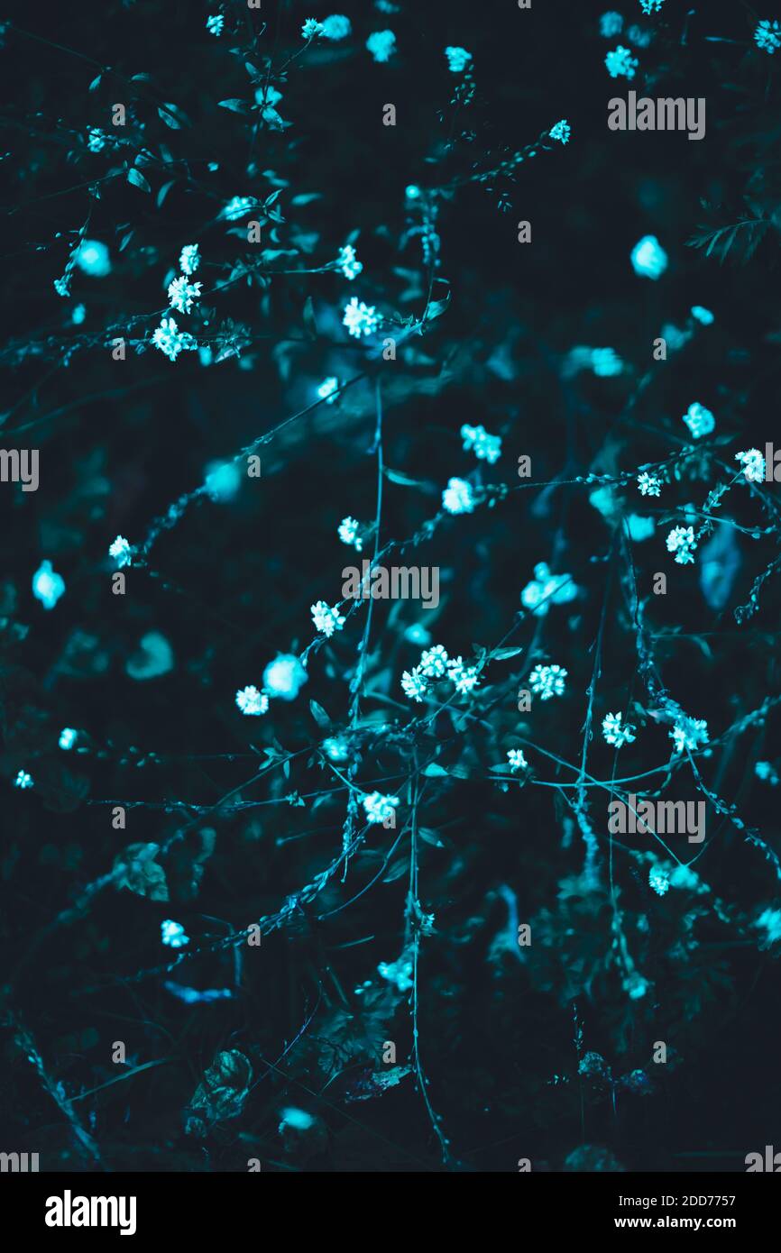 Turquoise plants in the twilight forest Stock Photo - Alamy