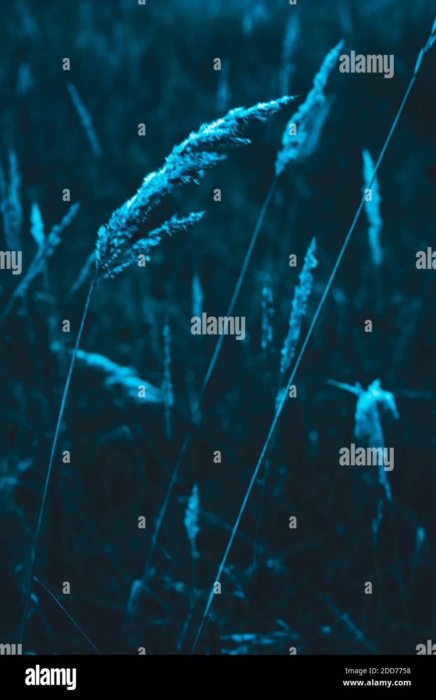 Turquoise plants in the twilight forest Stock Photo - Alamy