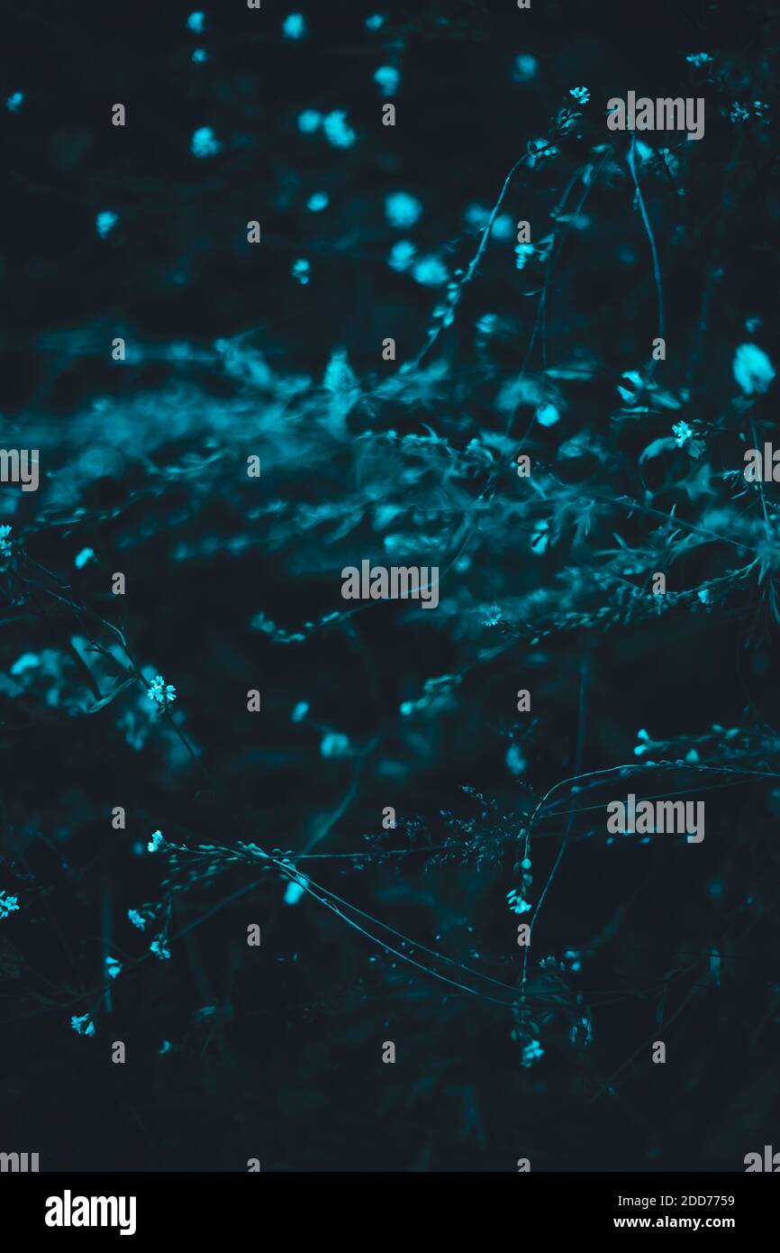 Turquoise plants in the twilight forest Stock Photo - Alamy