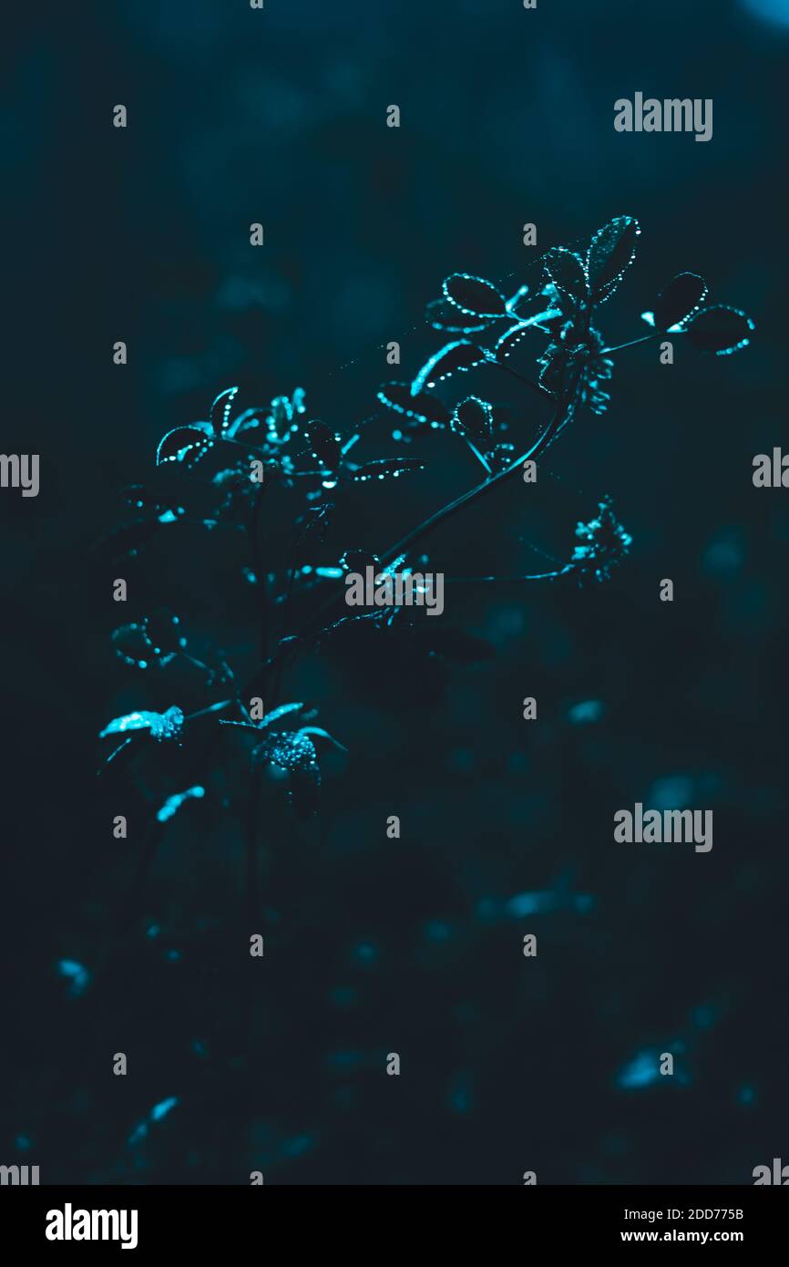 Turquoise plants in the twilight forest Stock Photo - Alamy