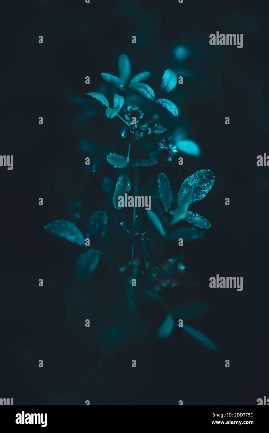 Turquoise plants in the twilight forest Stock Photo - Alamy
