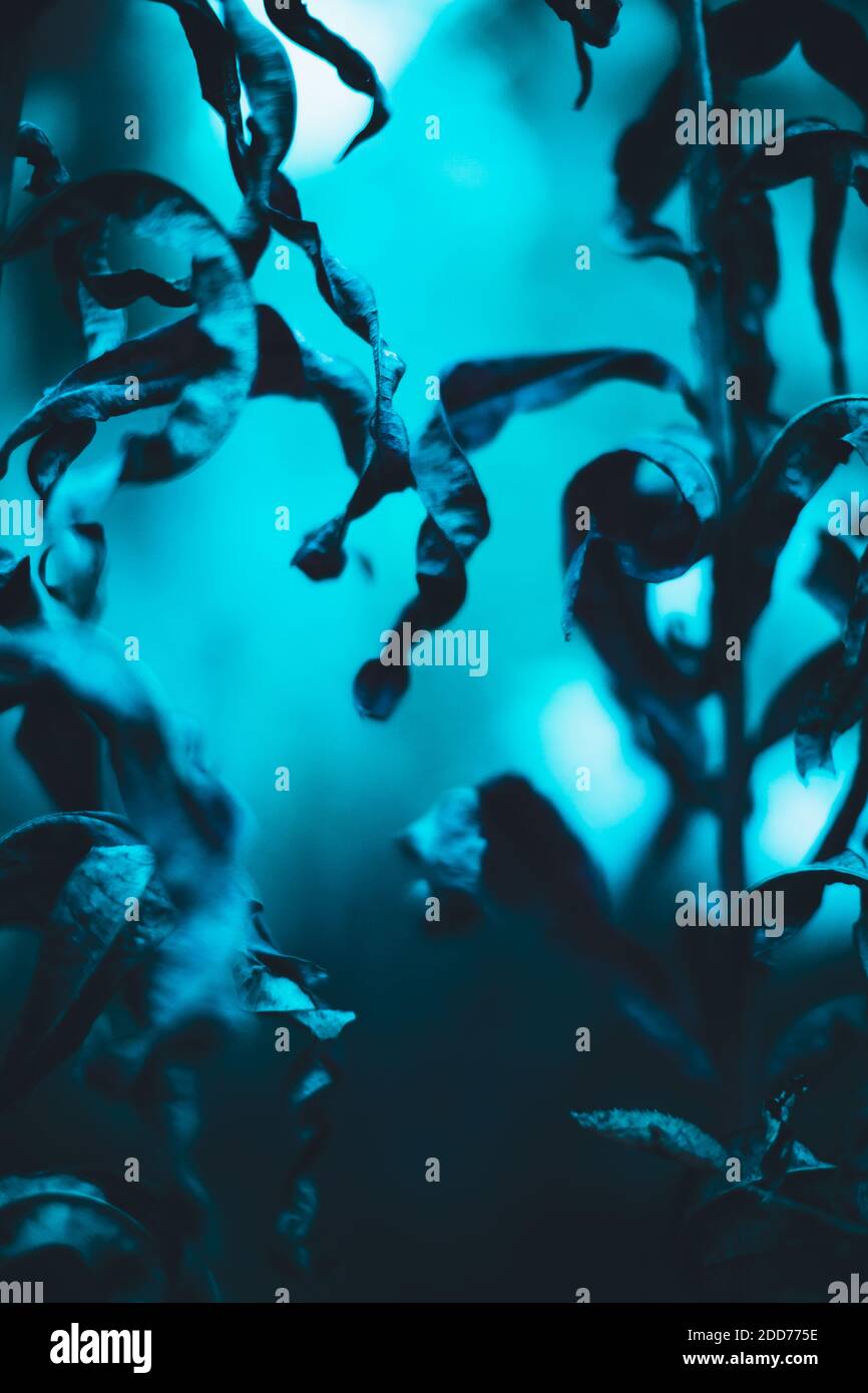 Turquoise neon hi-res stock photography and images - Alamy