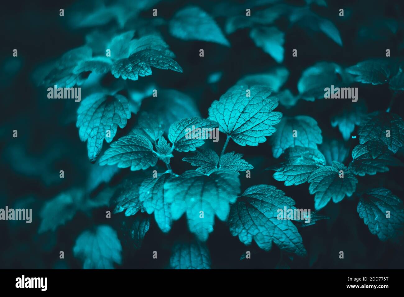 Turquoise plants in the twilight forest Stock Photo - Alamy