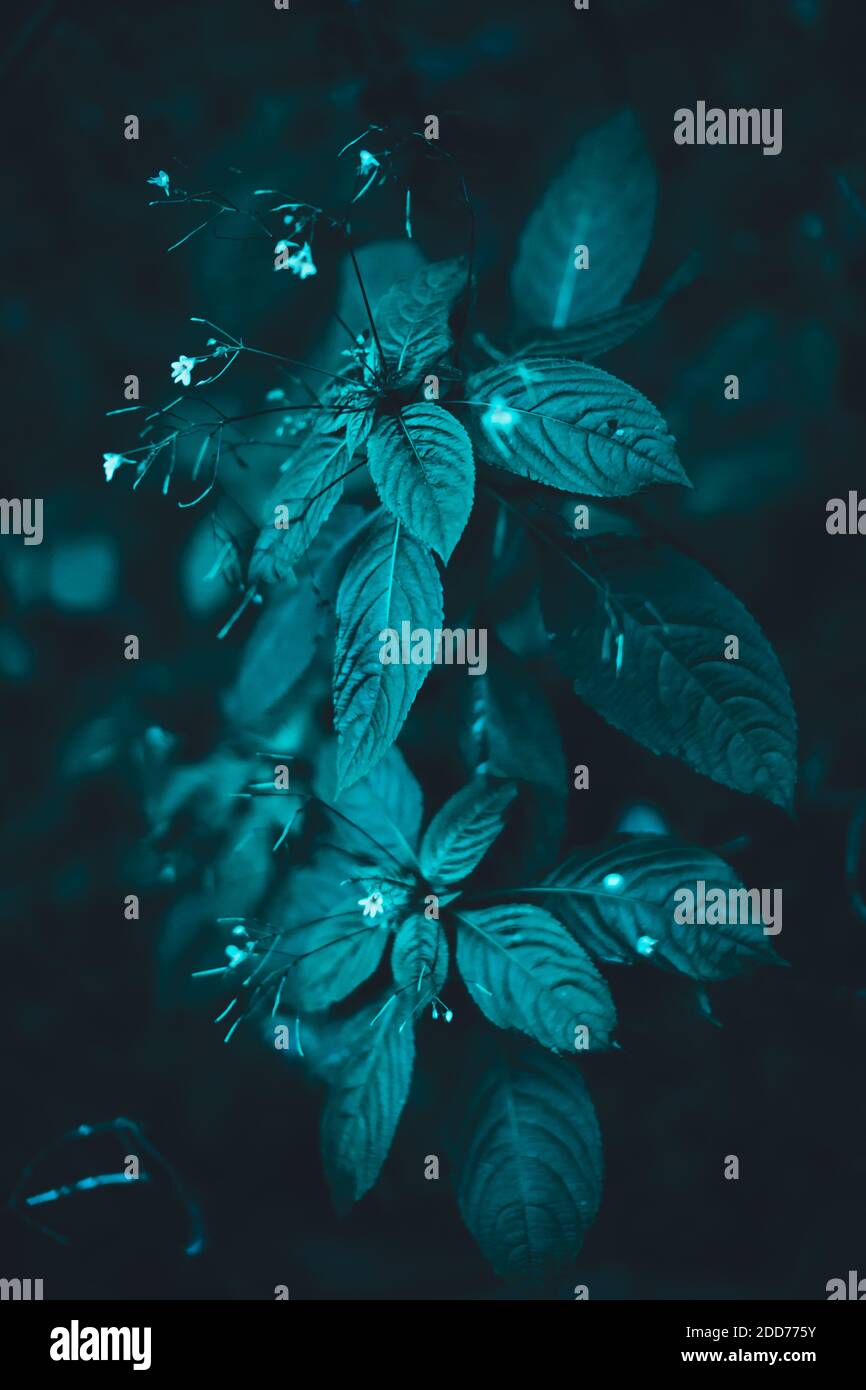 Turquoise plants in the twilight forest Stock Photo - Alamy