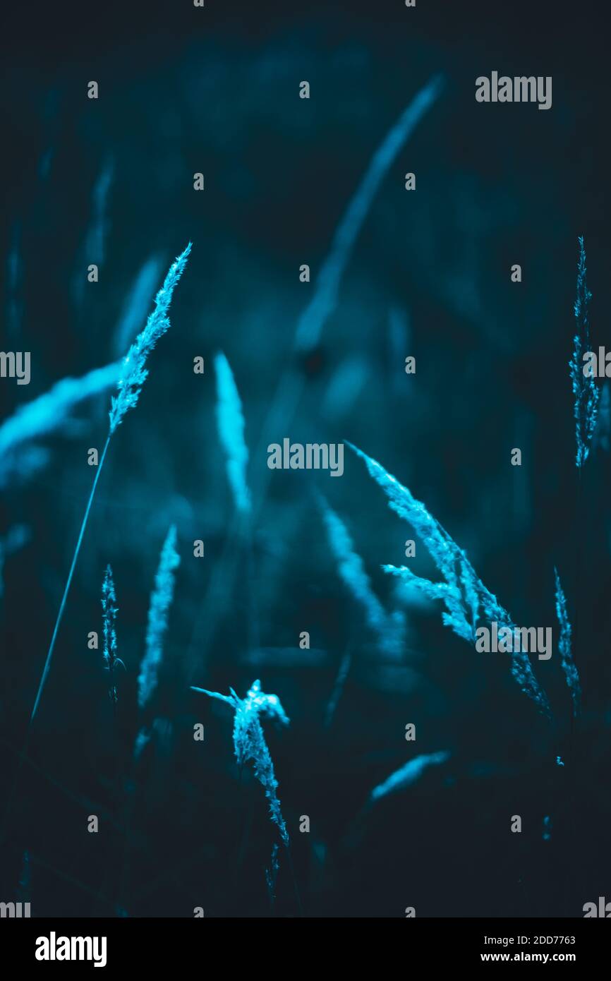 Turquoise plants in the twilight forest Stock Photo - Alamy