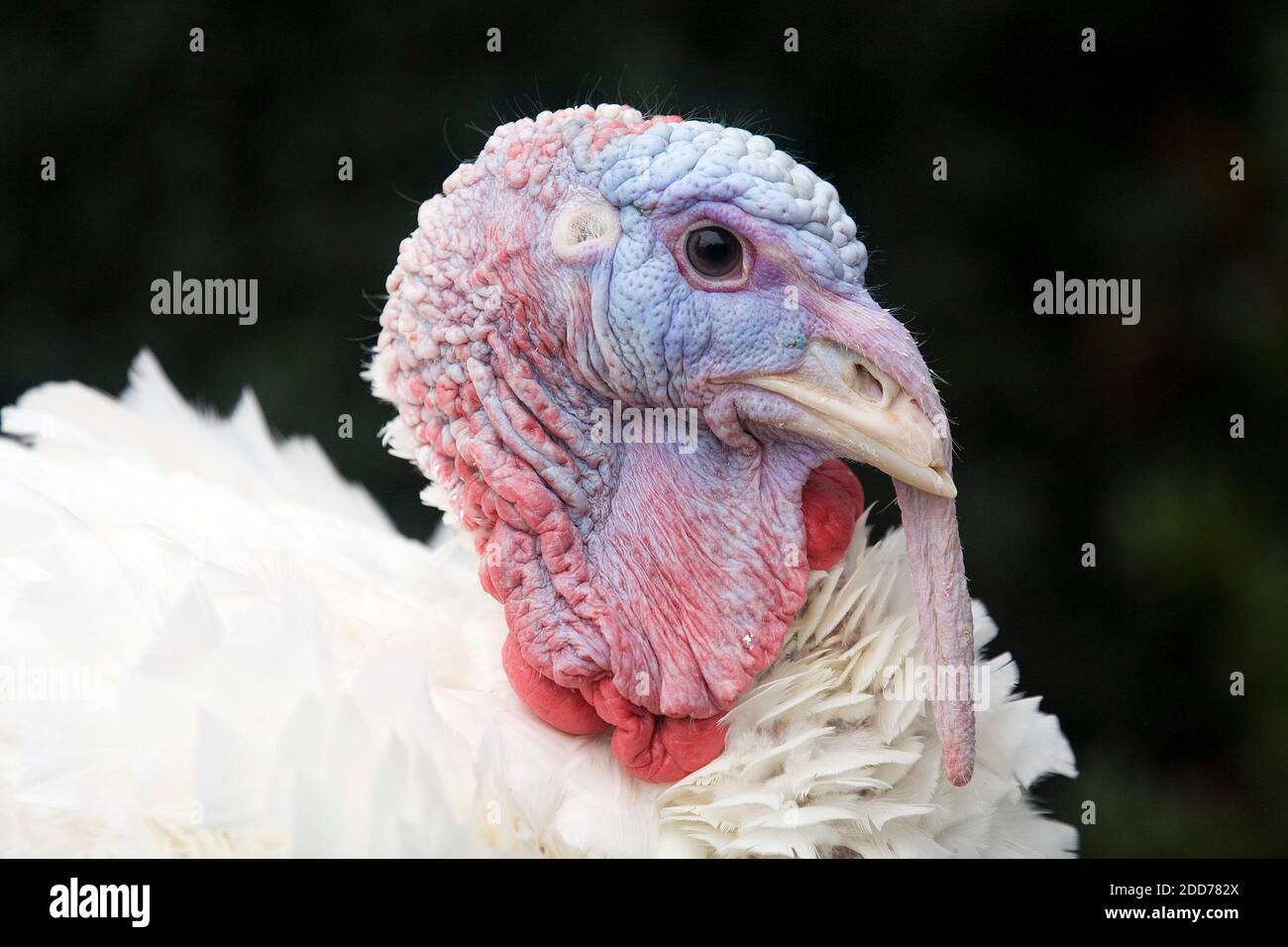Dinde blanche hi-res stock photography and images - Alamy