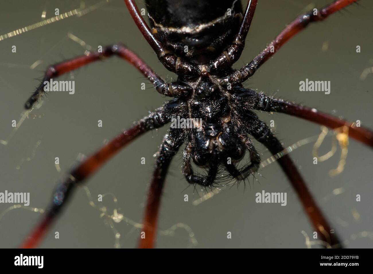 Madagascar spider web hi-res stock photography and images - Alamy
