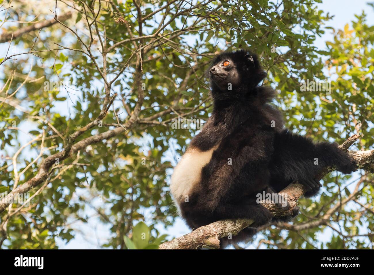 Milne-Edwards Sifaka (Propithecus Edwardsi), Ranomafana National Park ...