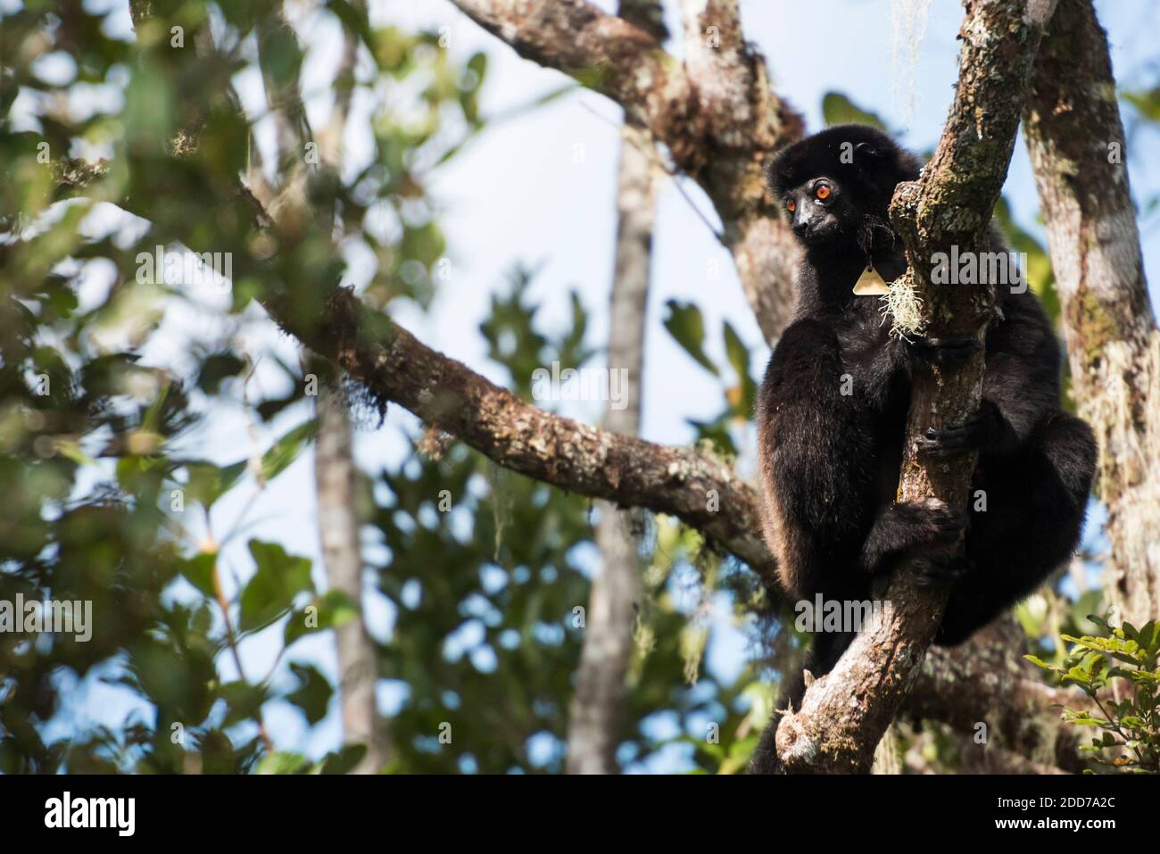 Milne-Edwards Sifaka (Propithecus Edwardsi), Ranomafana National Park ...