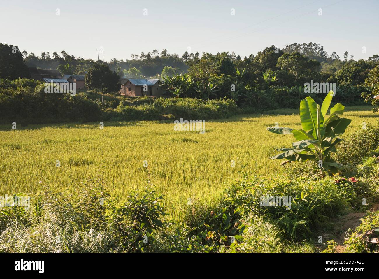African rice paddy hi-res stock photography and images - Alamy