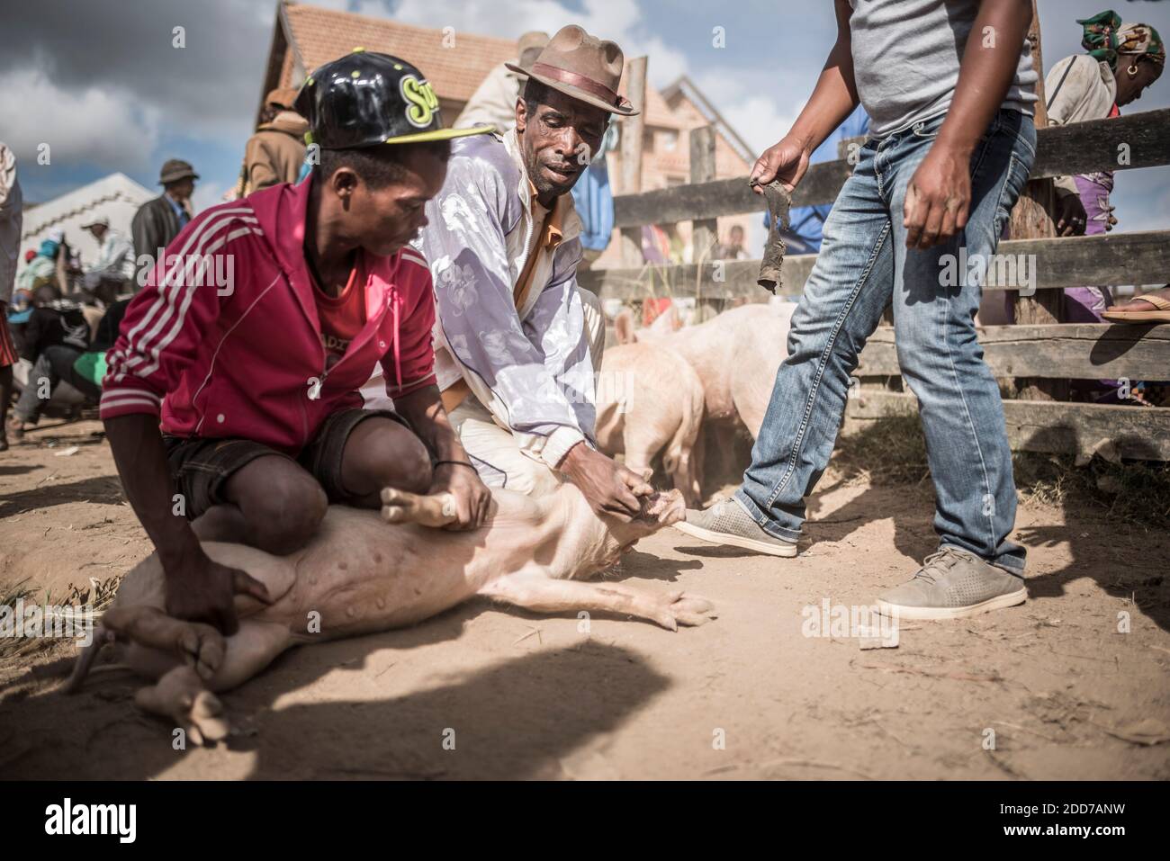 Checking the health of a pig at Andohasana Monday Pig Market ...