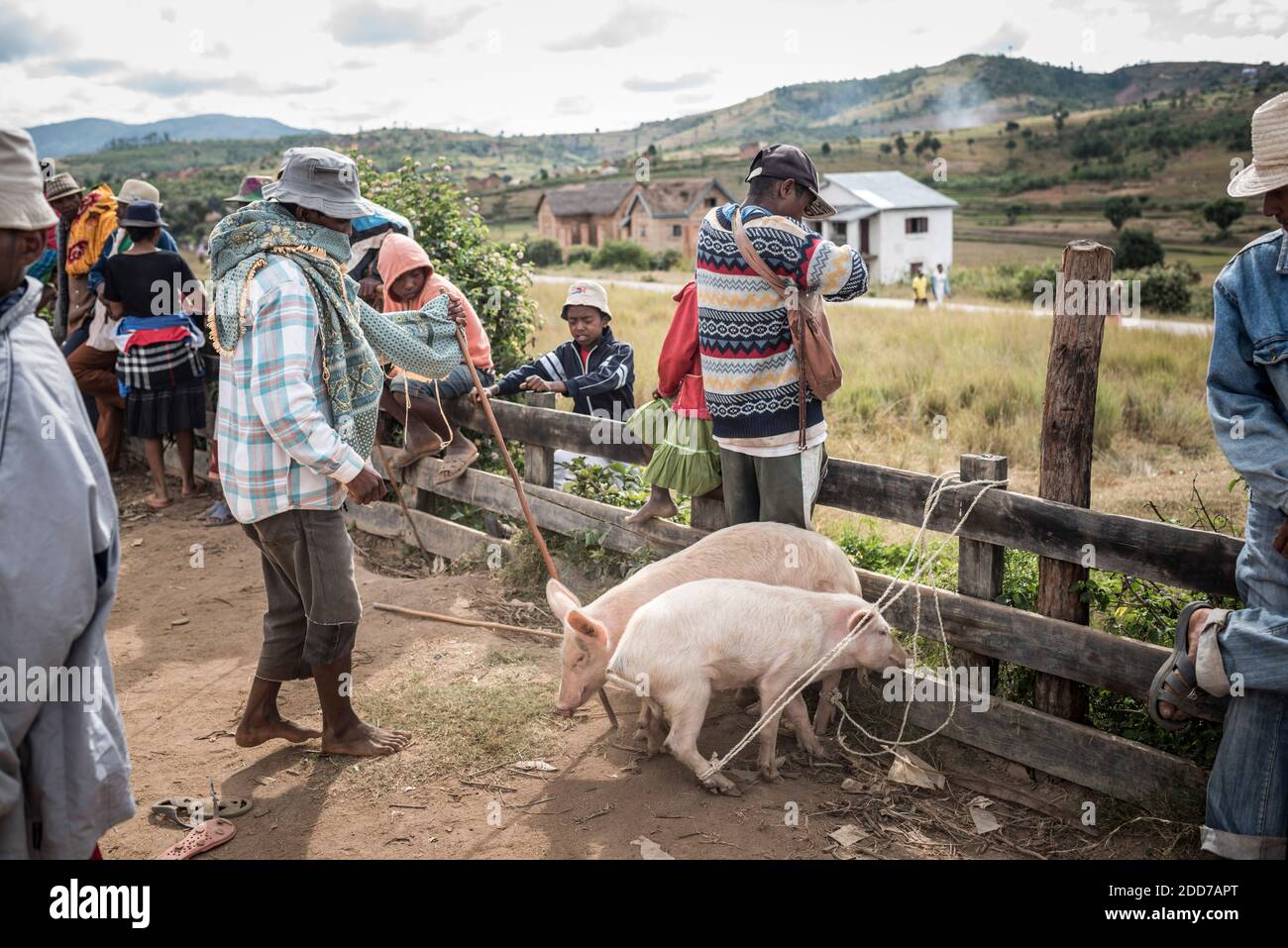 Andohasana Monday Pig Market, Madagascar Central Highlands Stock Photo ...