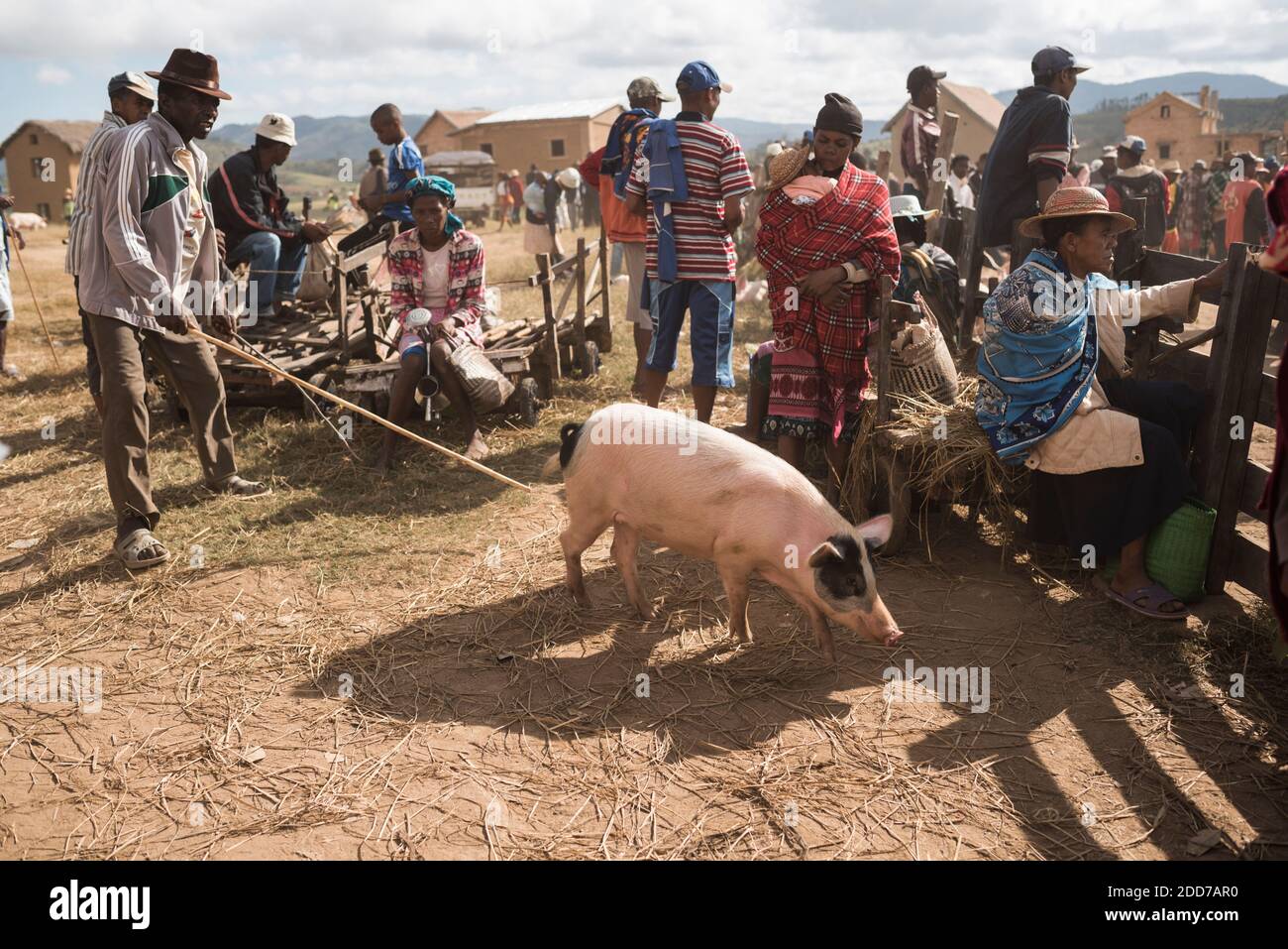 Chasing a pig that escaped, Andohasana Monday Pig Market, Madagascar ...