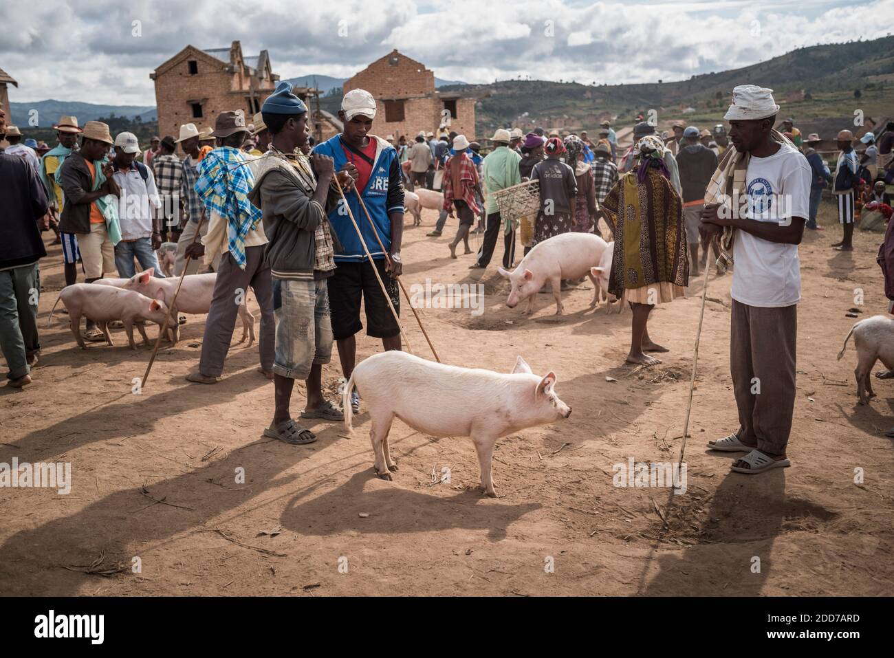 Andohasana Monday Pig Market, Madagascar Central Highlands Stock Photo ...