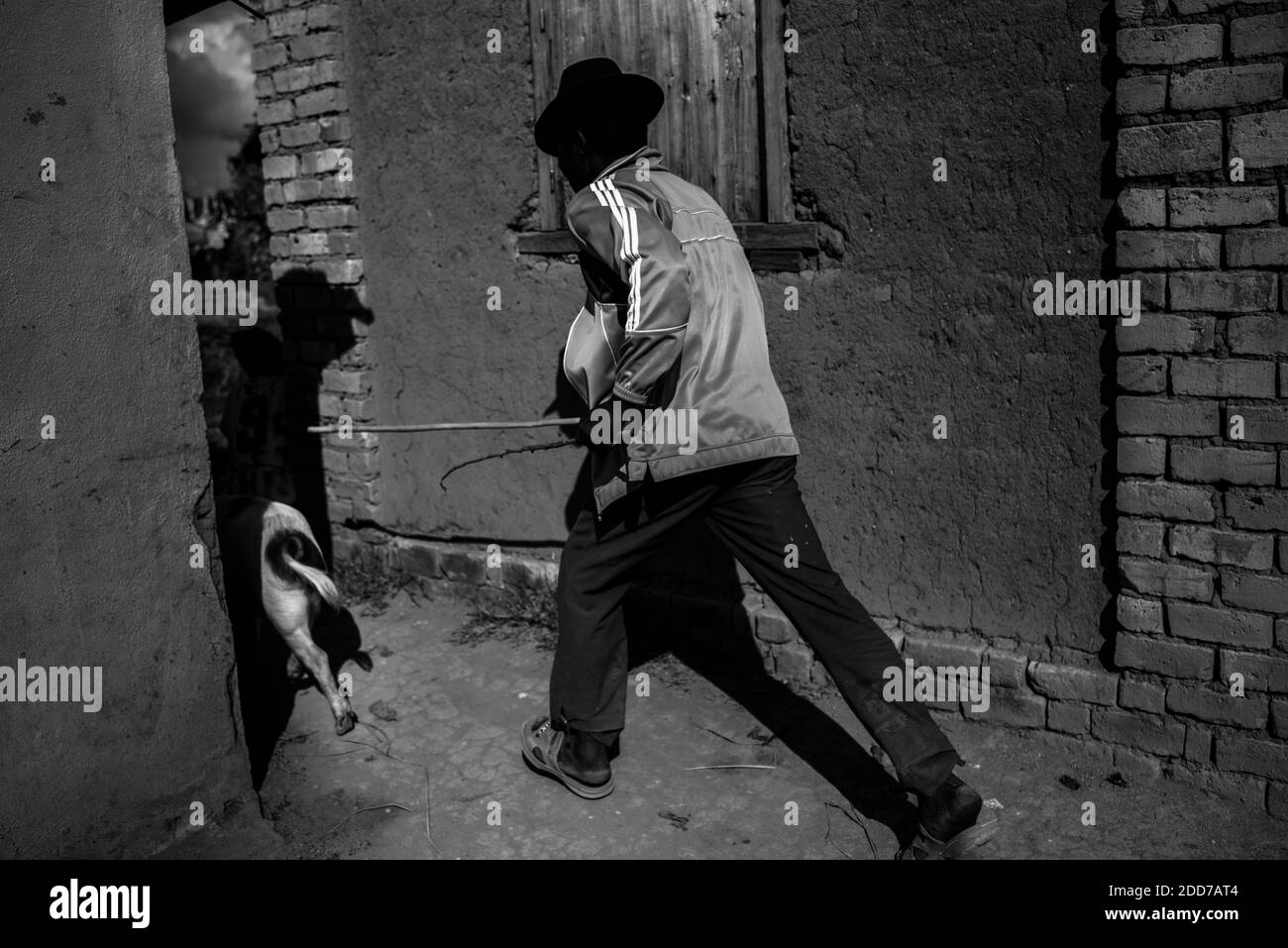 Chasing a pig that escaped, Andohasana Monday Pig Market, Madagascar ...