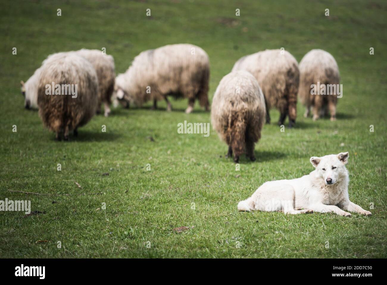 Protecting Sheep High Resolution Stock Photography and Images - Alamy