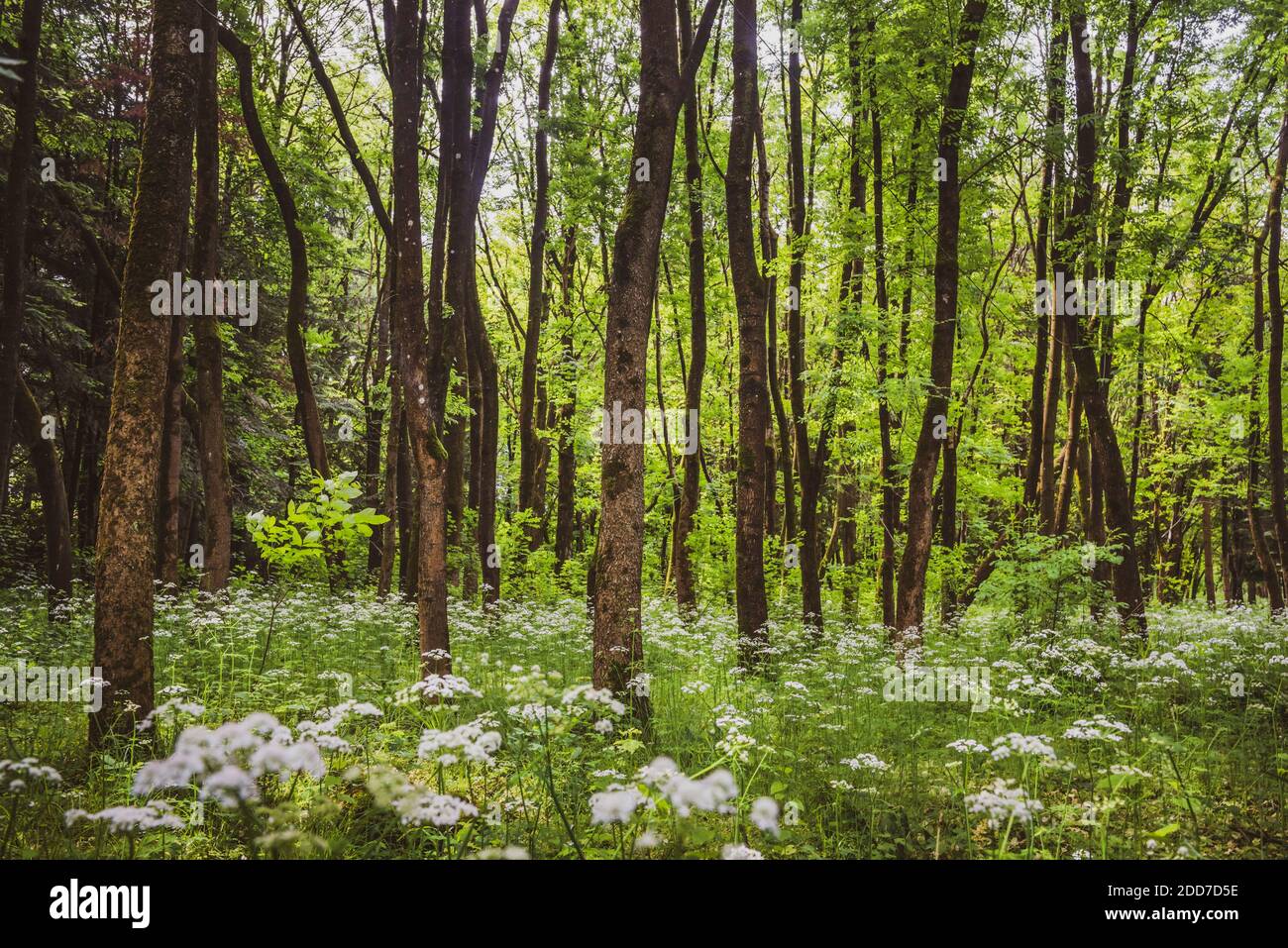 Grounds of Sapanta Peri Monastery, a wooden church in Maramures ...