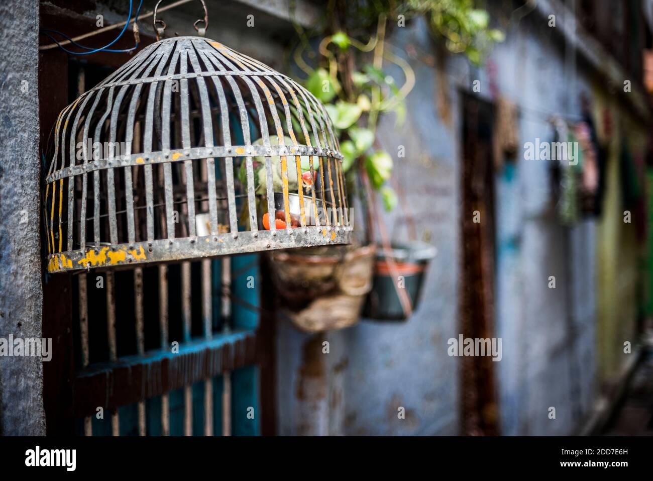 Indian parrot cage hi-res stock photography and images - Alamy