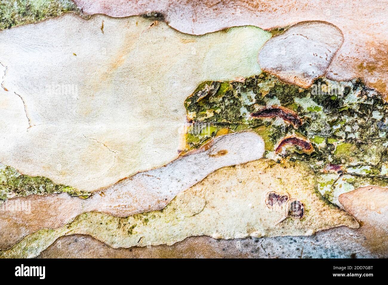 Tree bark close up in the rainforest in Arenal Volcano National Park ...