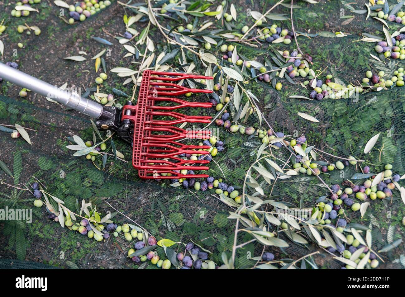 tool for harvesting olives on a stem during the harvesting period Stock ...