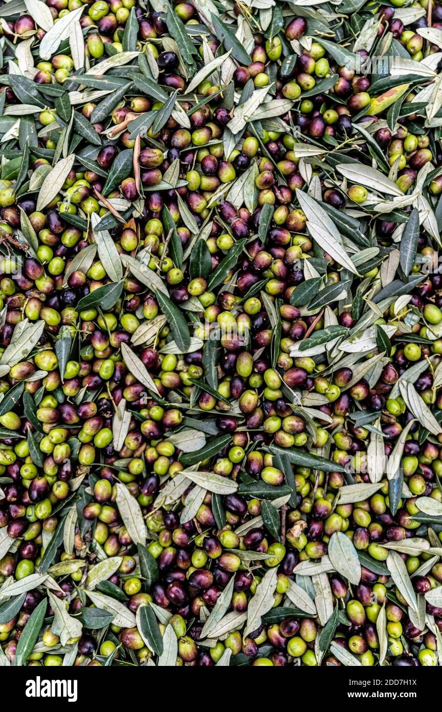 texture of the freshly harvested olive deposited in the bin Stock Photo ...