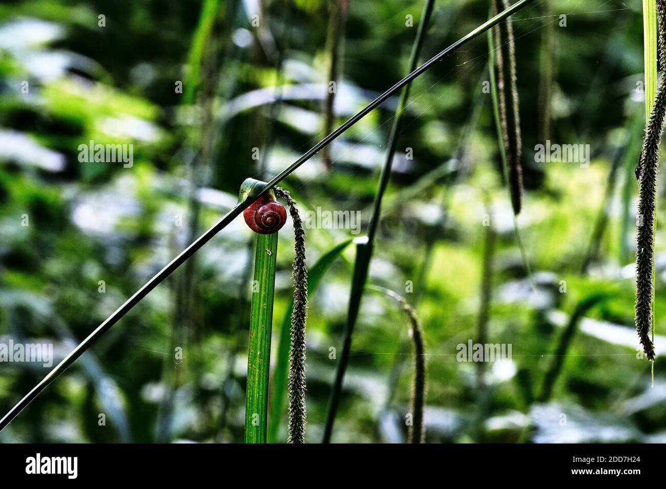 Winged snail hi-res stock photography and images - Alamy