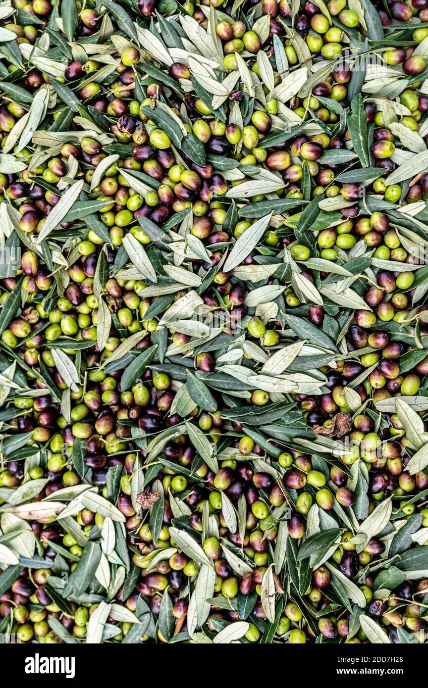 Olive green wood texture hi-res stock photography and images - Alamy