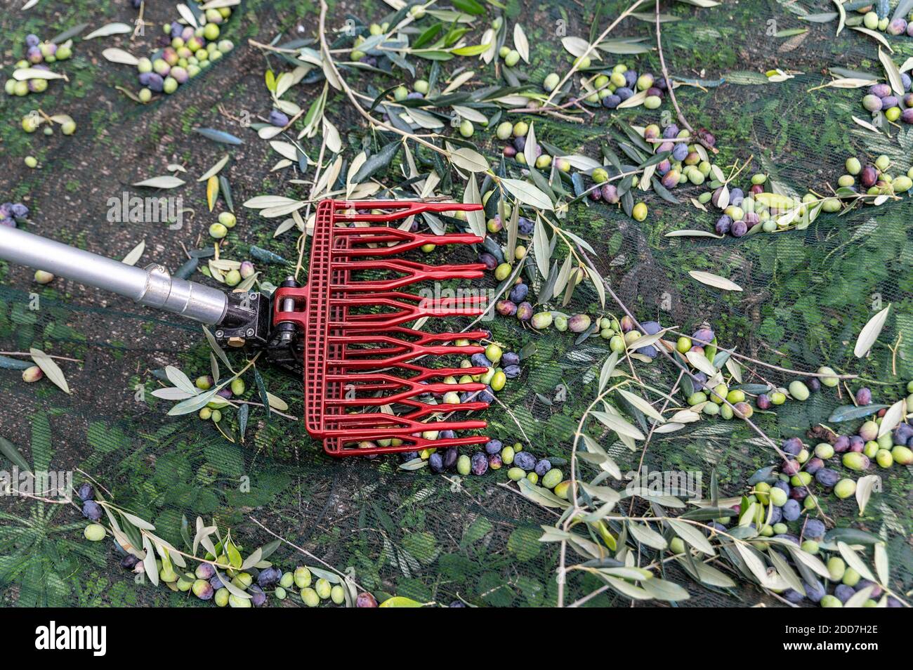 tool for harvesting olives on a stem during the harvesting period Stock ...