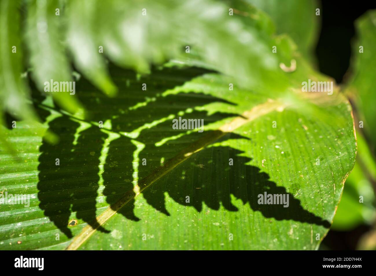 Fern, Arenal Volcano area, Alajuela, Costa Rica, Central America Stock ...