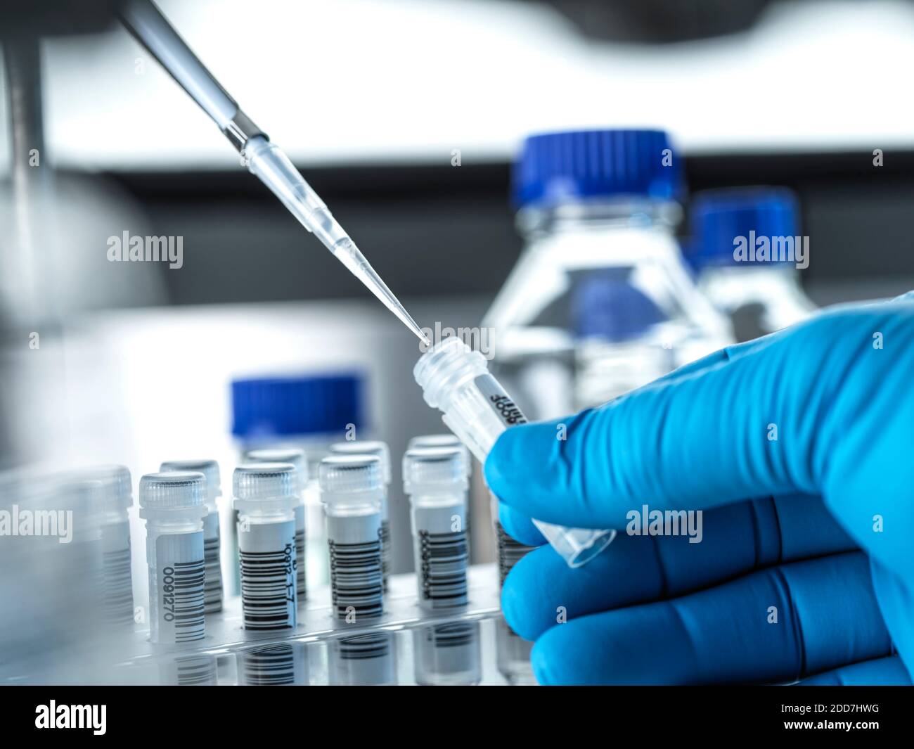 Clinical Testing, DNA sample being prepared for testing in the lab ...