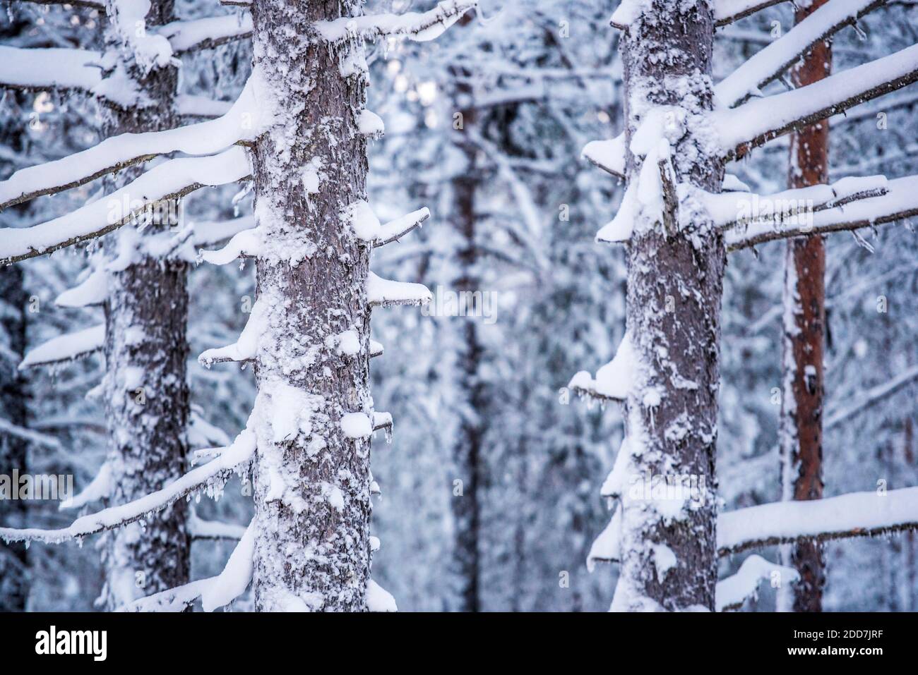 Snow covered trees in a forest in Lapland, Pallas-Yllästunturi National ...