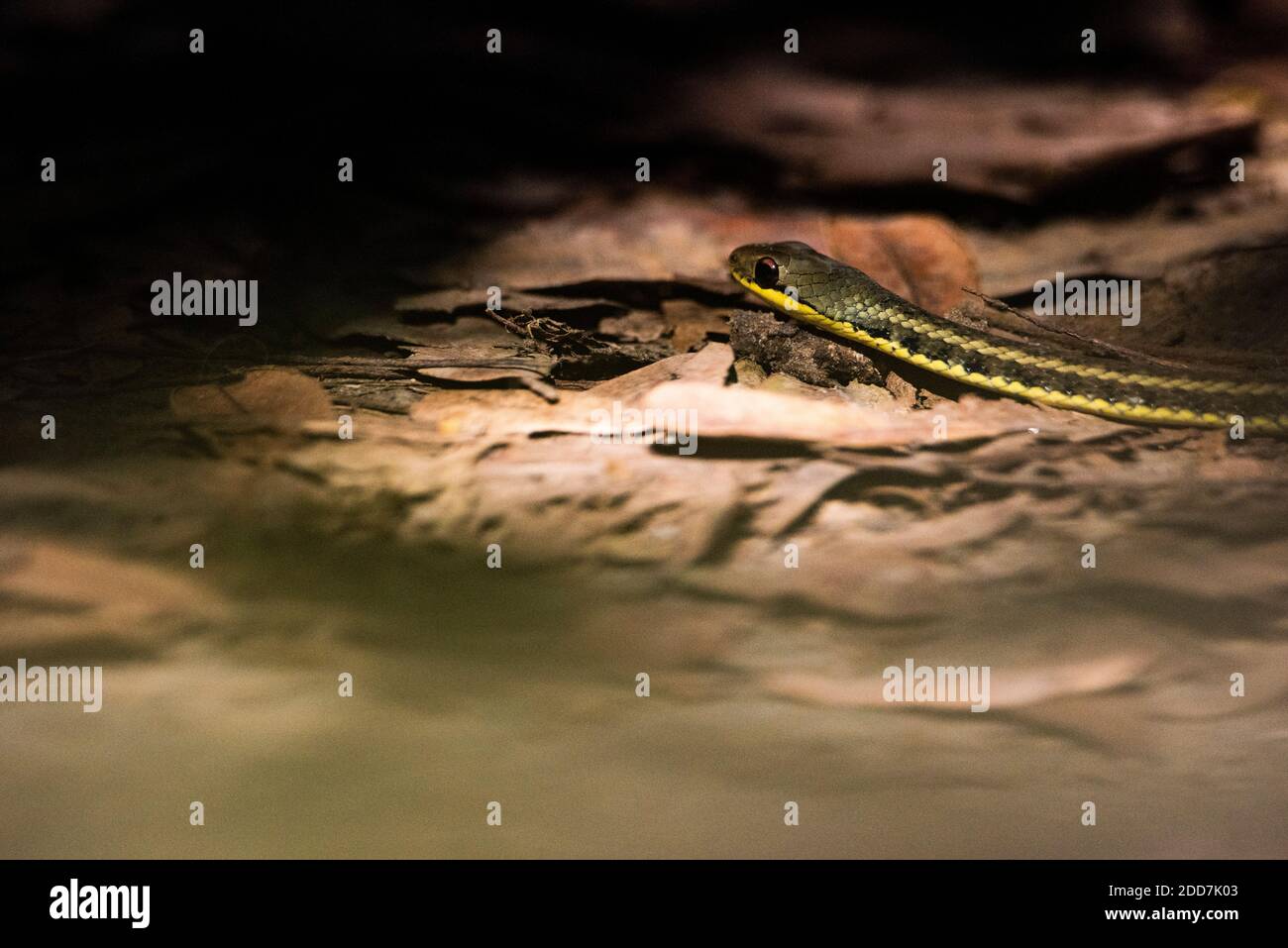 Yellow-striped Water Snake (Thamnosophis stumpffi), Andasibe-Mantadia ...