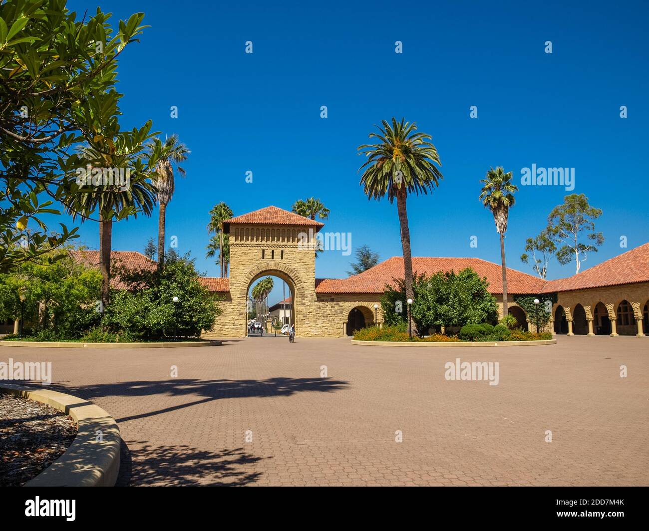 Palm trees at the entrance of the campus, Stanford University ...