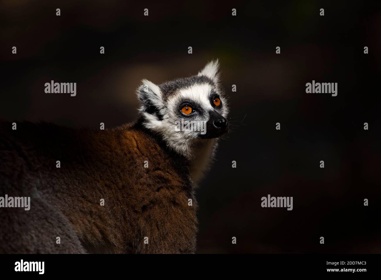 Ring-tailed Lemur (Lemur catta), Anja Community Reserve, Haute ...
