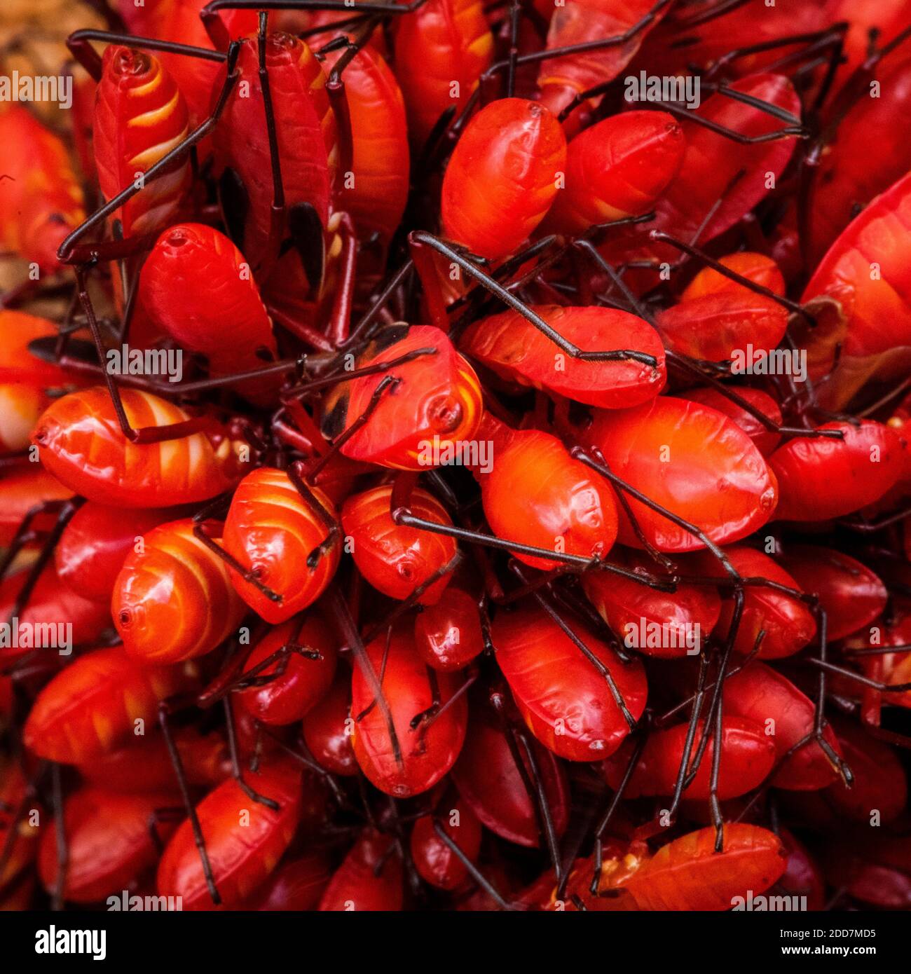 Red Cotton Stainer Bug (Dysdercus cingulatus) in Spiny Forest Reserve ...