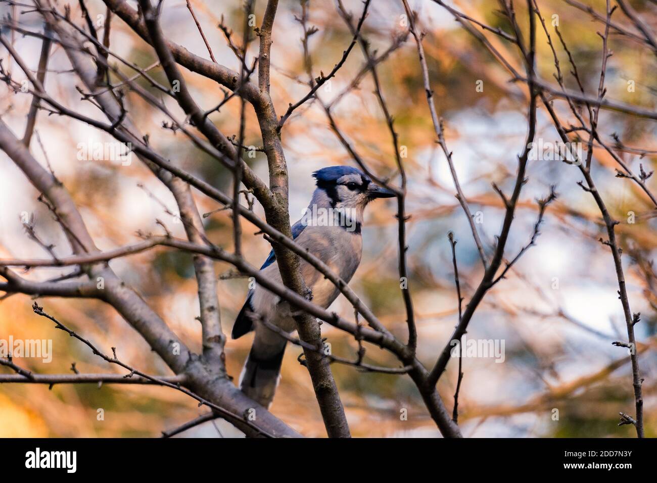 A Blue Jay bird Stock Photo - Alamy