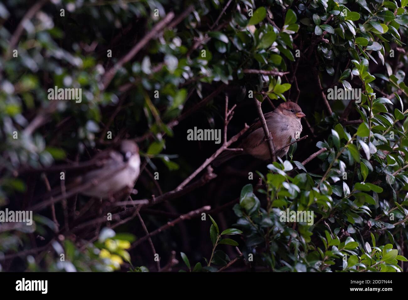 Two sparrows in bush hi-res stock photography and images - Alamy