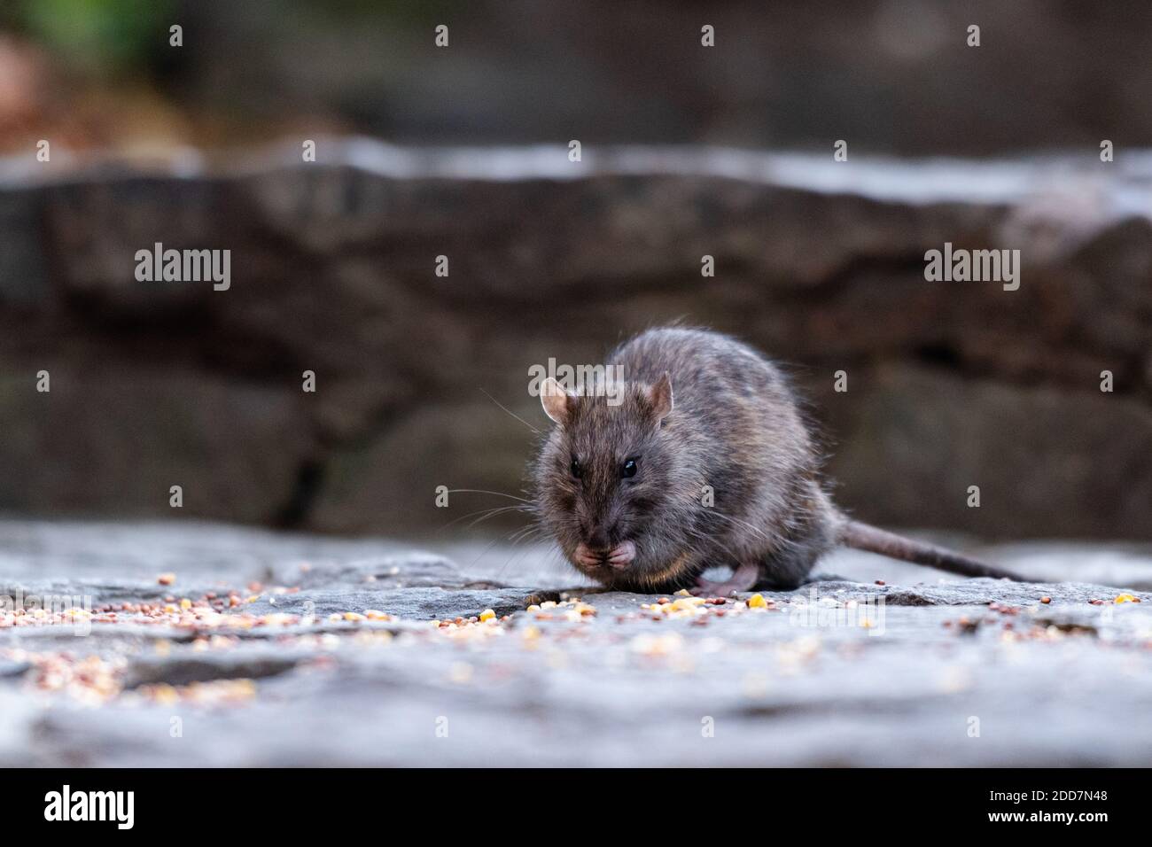 A rat eating seeds in the Central Park Stock Photo - Alamy