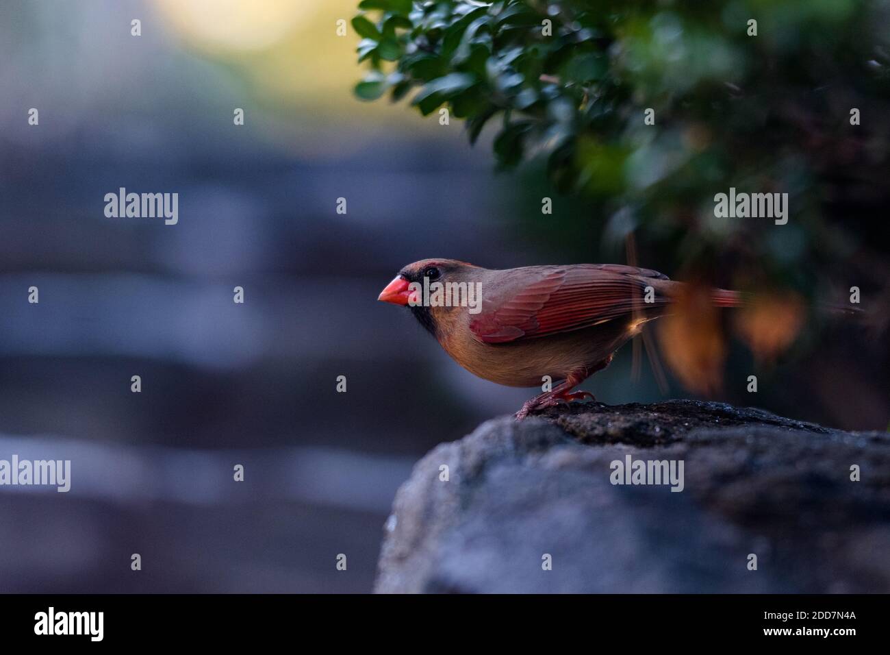 Cute zebra finch hi-res stock photography and images - Alamy